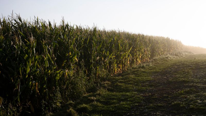 Why Soil Might Be the Most Important Health System We Have