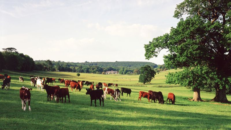 Celebrating Organic September | Goodwood