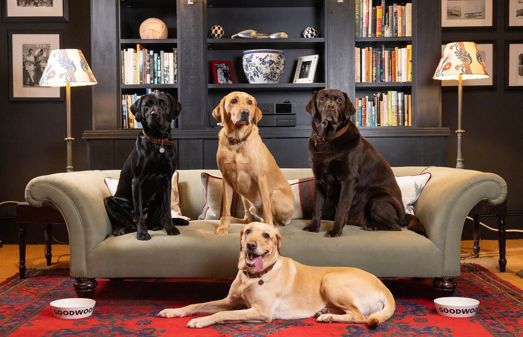 Dog Membership | The Kennels | Goodwood. West Sussex