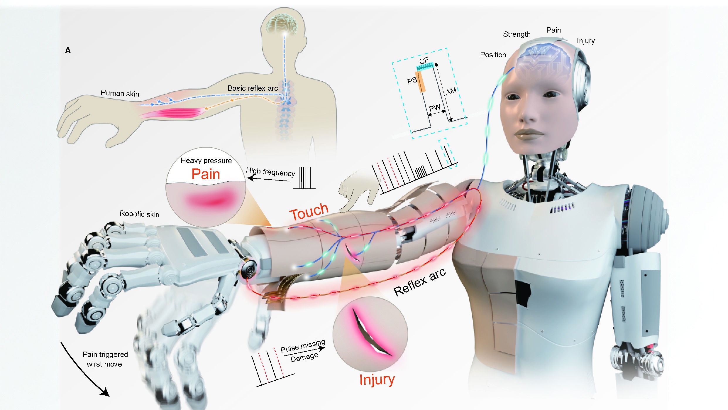 Neuromorphic skin could lead to robots feeling pain | GRR