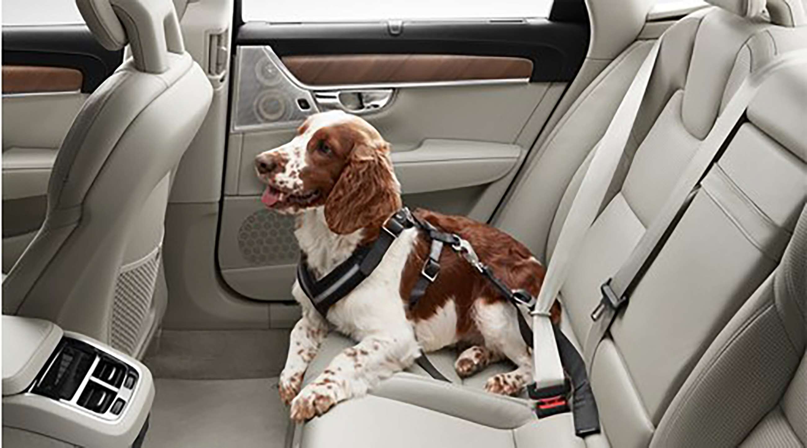 The 10 best cars for dog owners