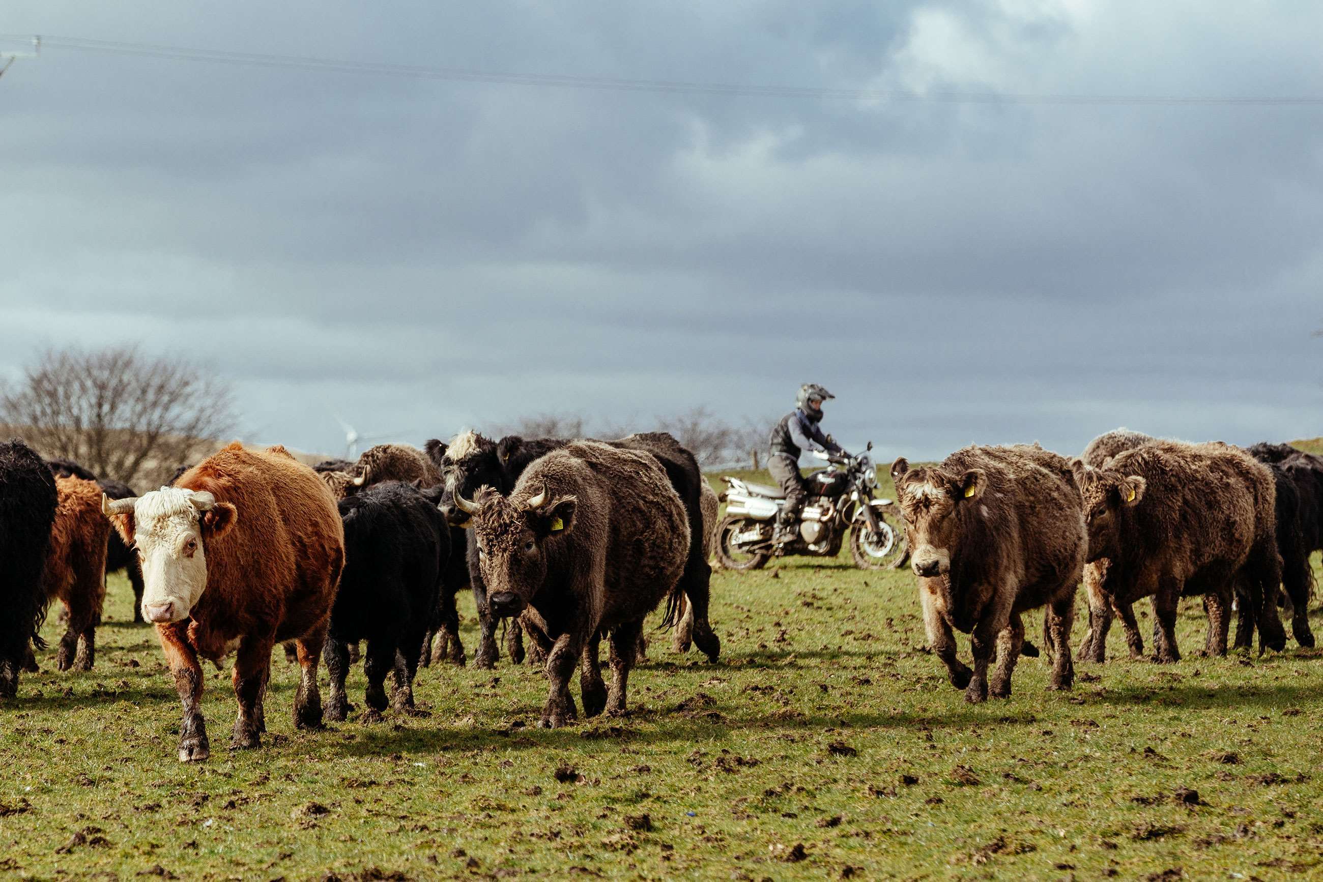 Triumph made a Dakar rider herd cows | GRR