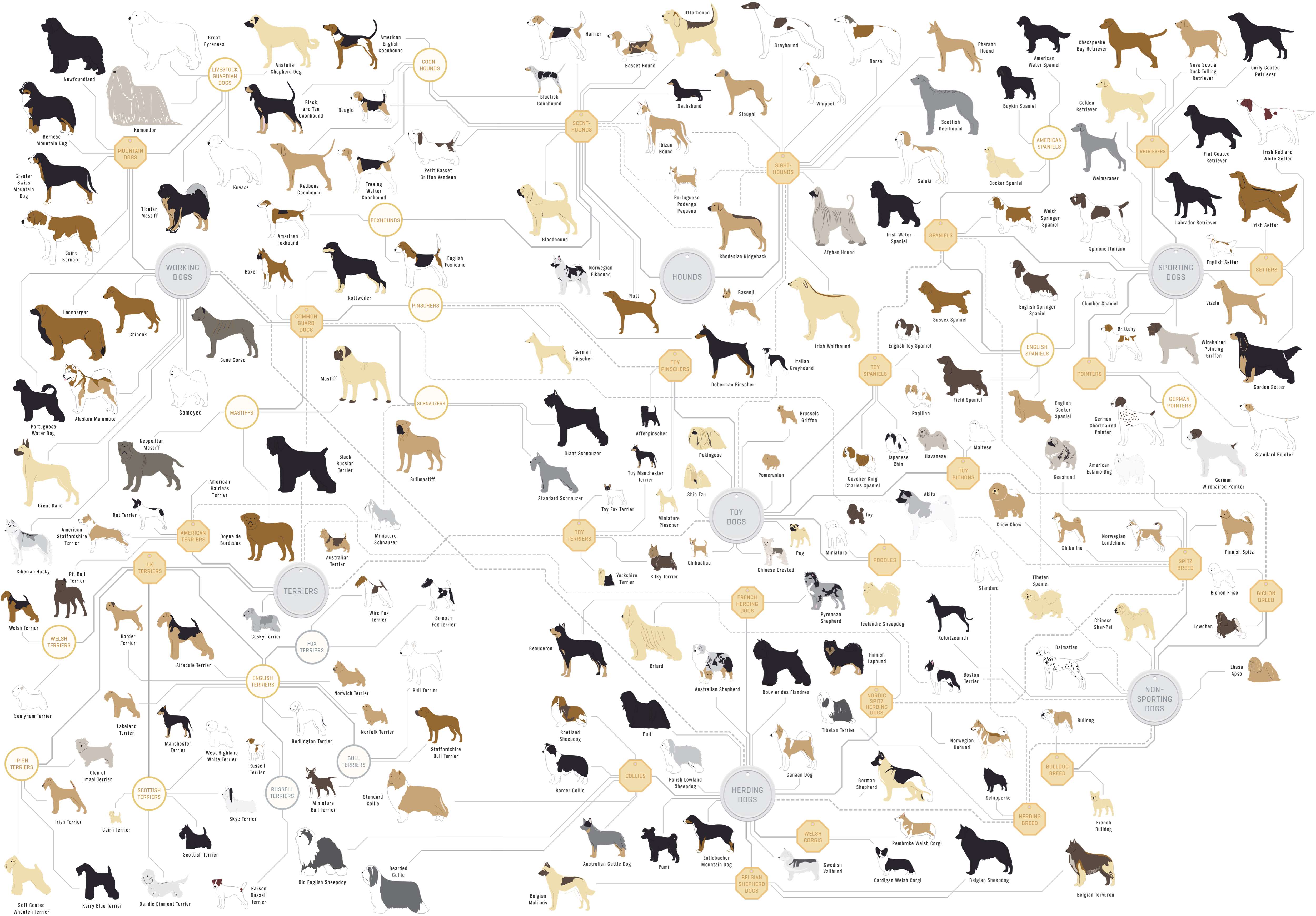 Wolf To Dog Family Tree