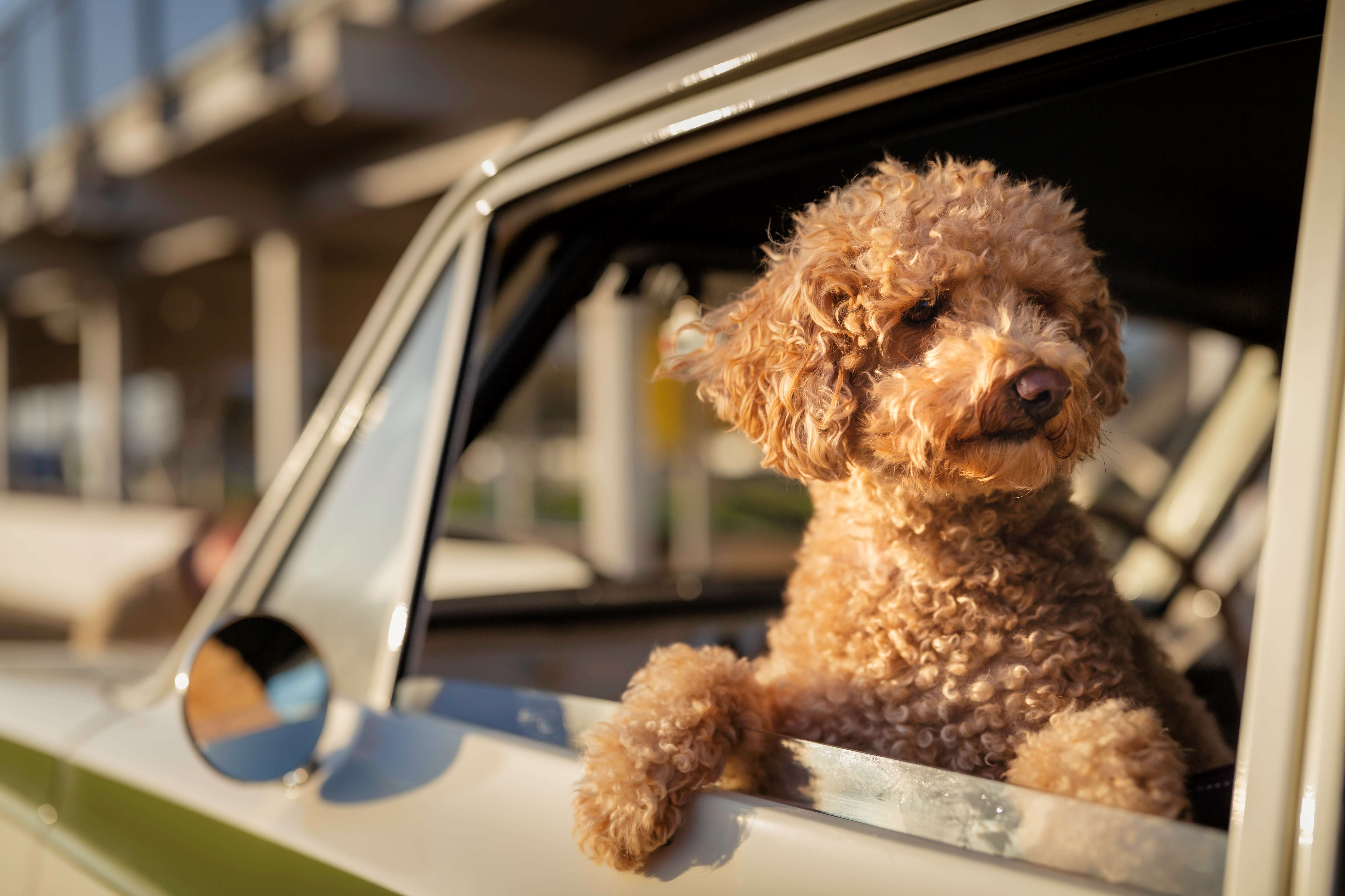Goodwood - Award winning sheepdog teams at Goodwoof