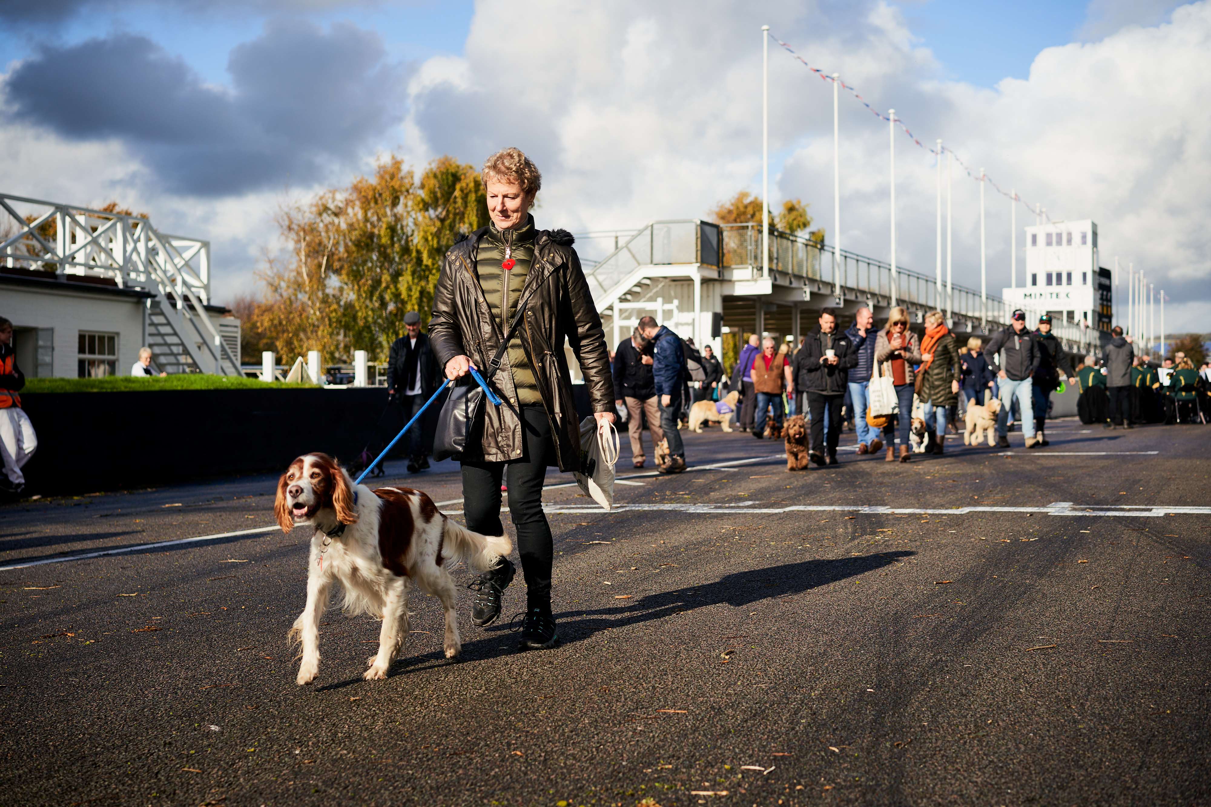 How Do You Walk A Big Dog On A Leash