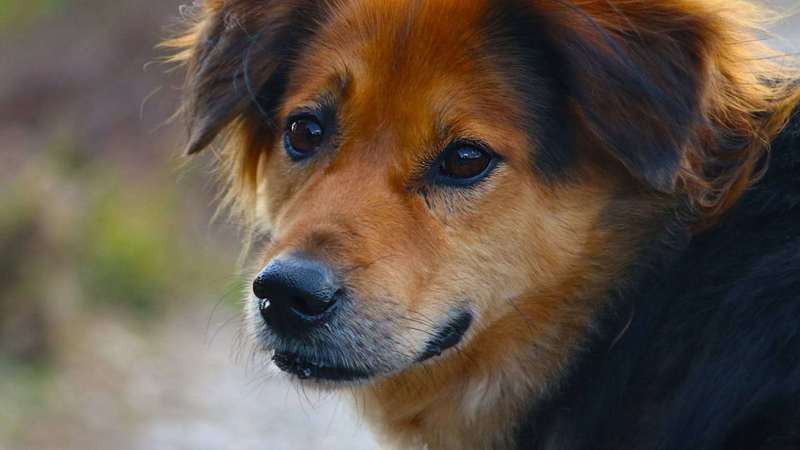 Meet the Jai Dog Rescue heroes | Goodwood