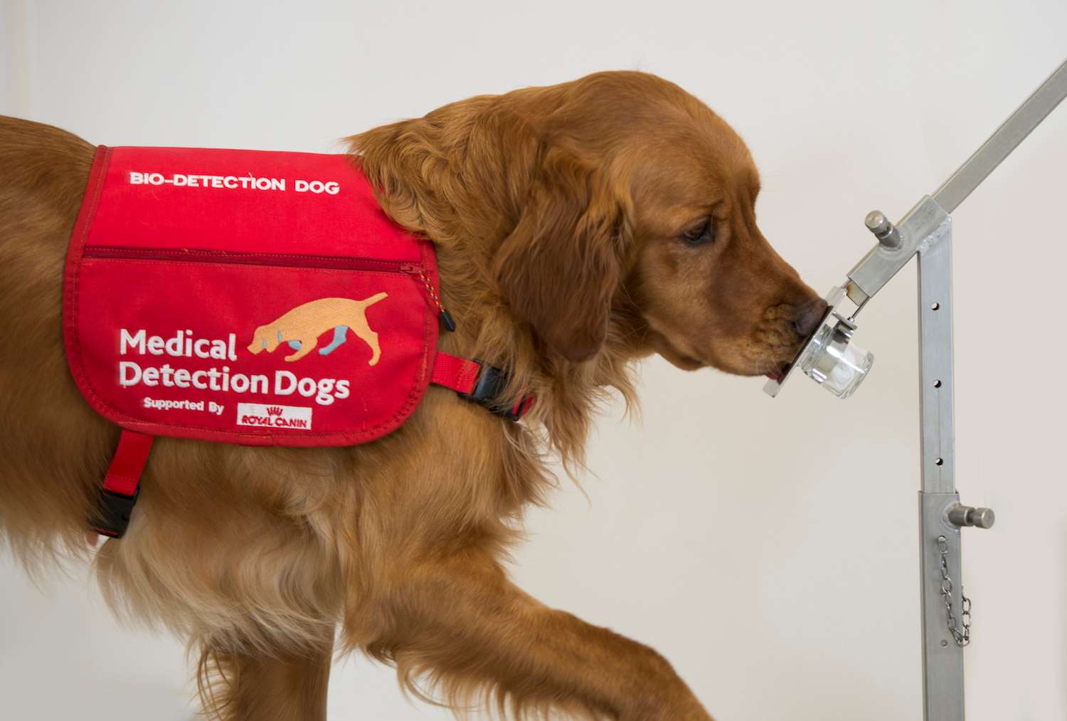 Goodwood - Medical Detection Dogs