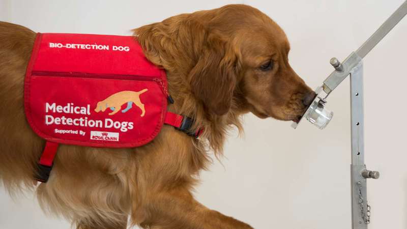 Medical Detection Dogs | Goodwood