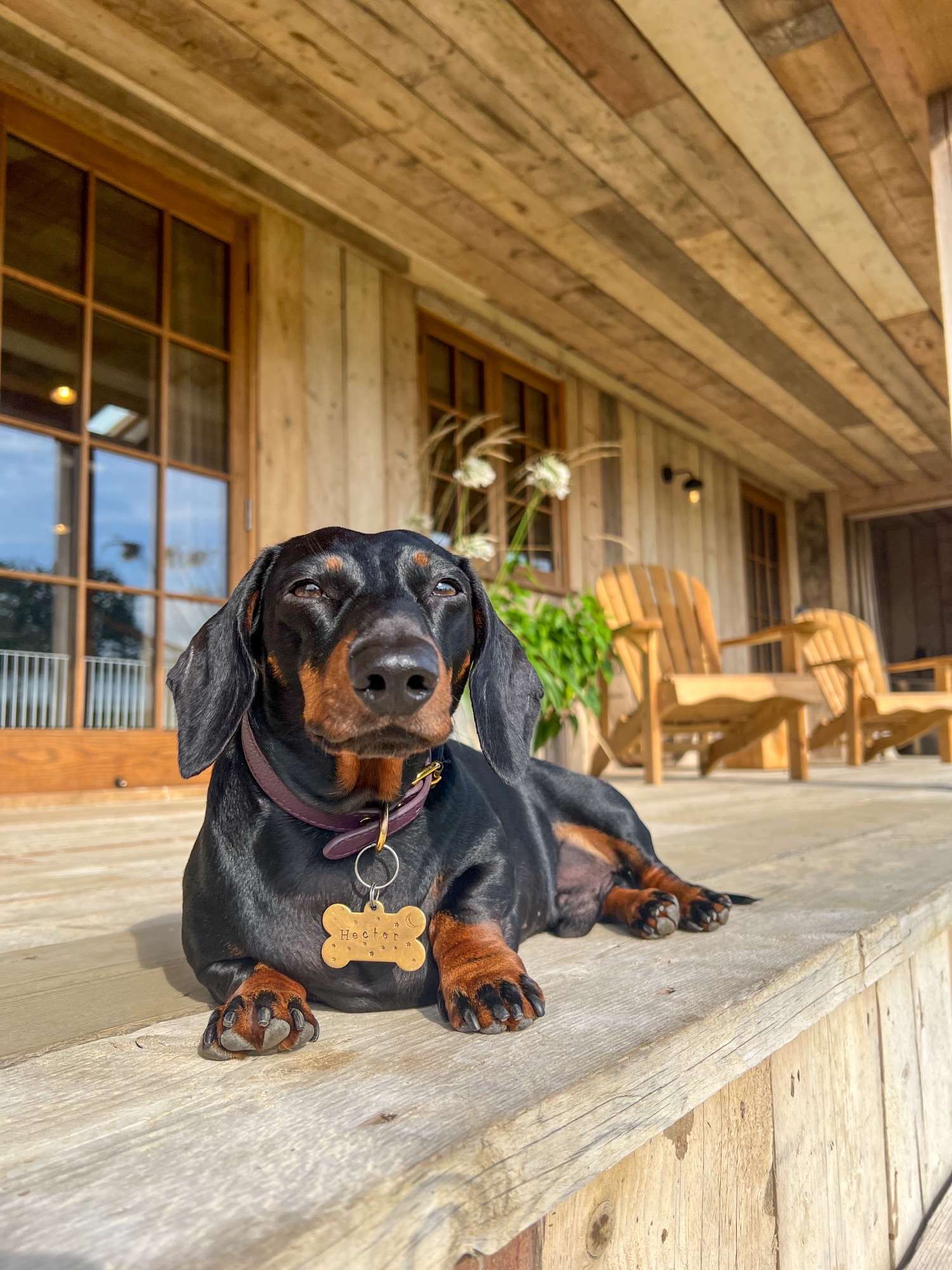 Goodwood - What's it like being a dog influencer?