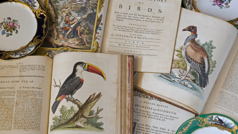 The Goodwood Sèvres: England’s First Ornithological Porcelain